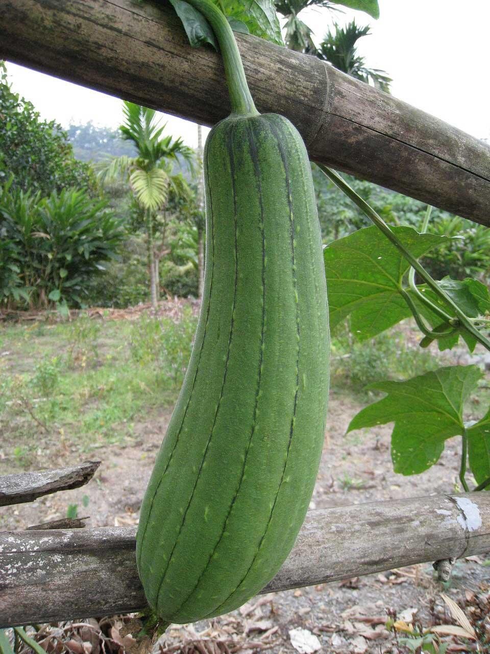 Loofah: 10 Surprising Ways to Use This Natural Exfoliator - Discover ...