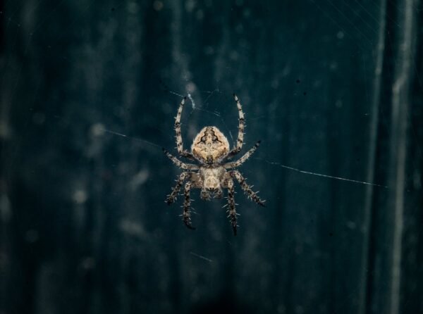 Jumping Spider Bite: Symptoms, Treatment, and When to Seek Medical Help ...