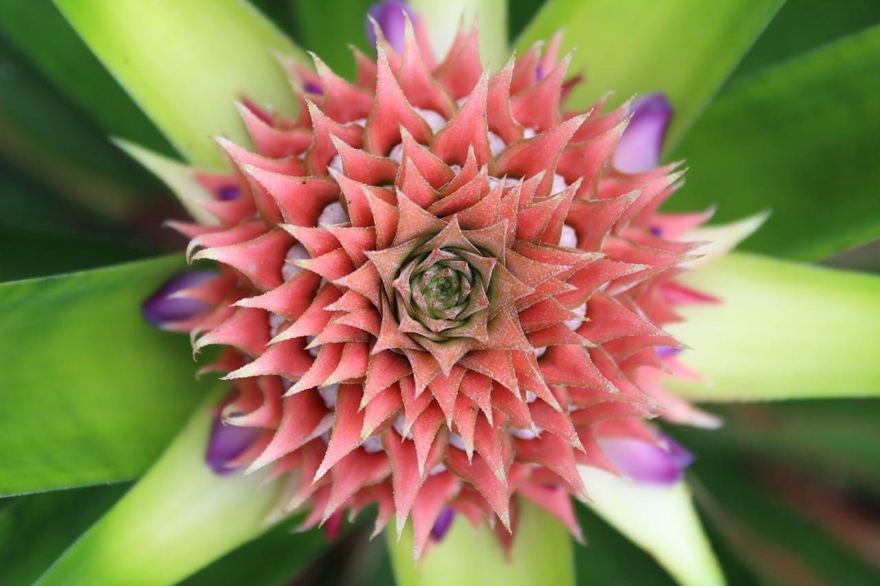 Pink Pineapple Plant: A Step-by-Step Guide for Home Gardeners ...