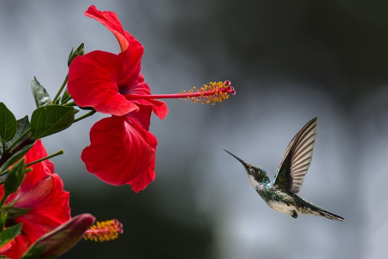 Flor de Jamaica: Health Benefits and How to Brew the Perfect Cup ...