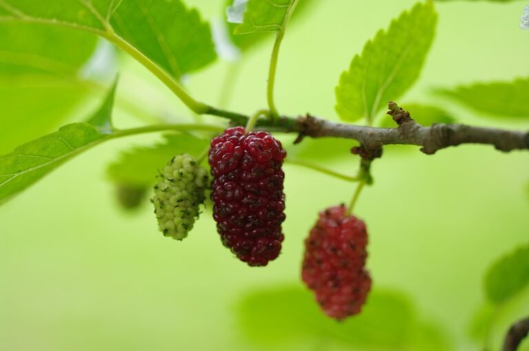 10 Fascinating Facts About the Ancient Mulberry Tree - Discover the ...