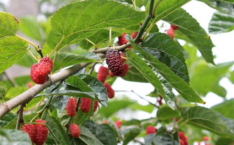 10 Fascinating Facts About the Ancient Mulberry Tree - Discover the ...