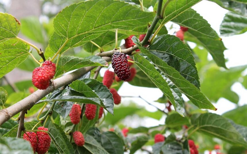 10 Fascinating Facts About the Ancient Mulberry Tree - Discover the ...