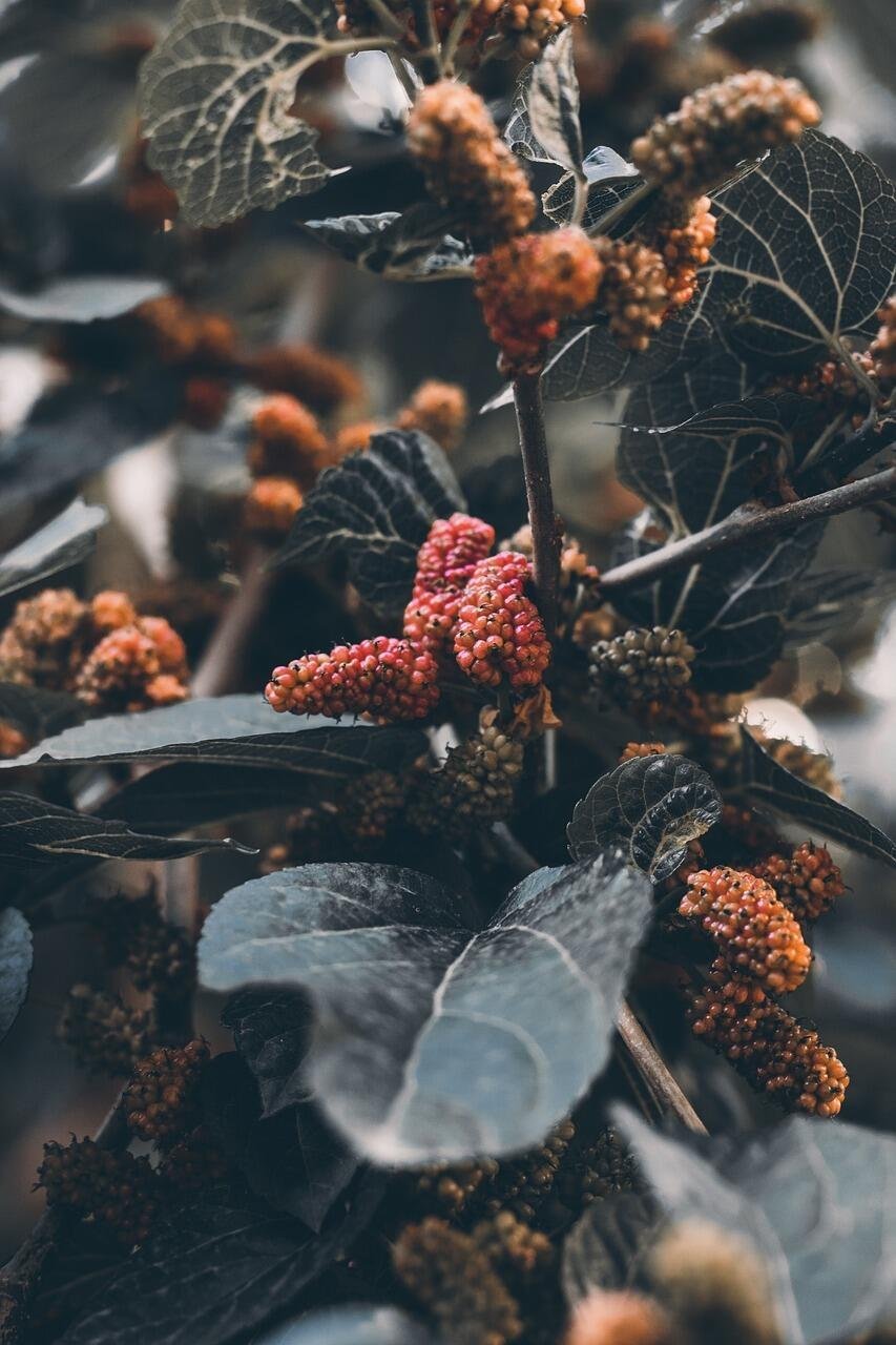 10 Fascinating Facts About the Ancient Mulberry Tree - Discover the ...