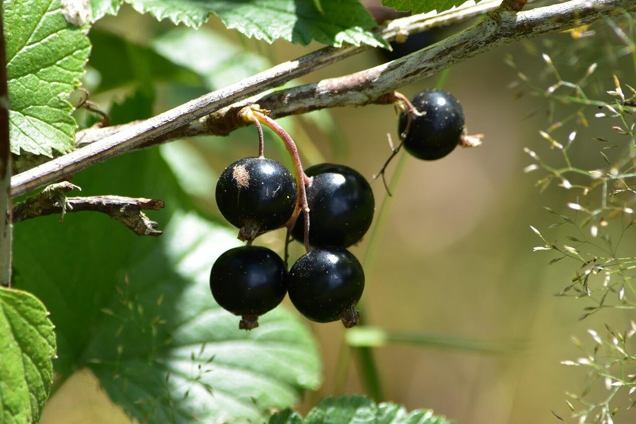 The Superfood Spotlight: Exploring the Benefits and Uses of Black ...