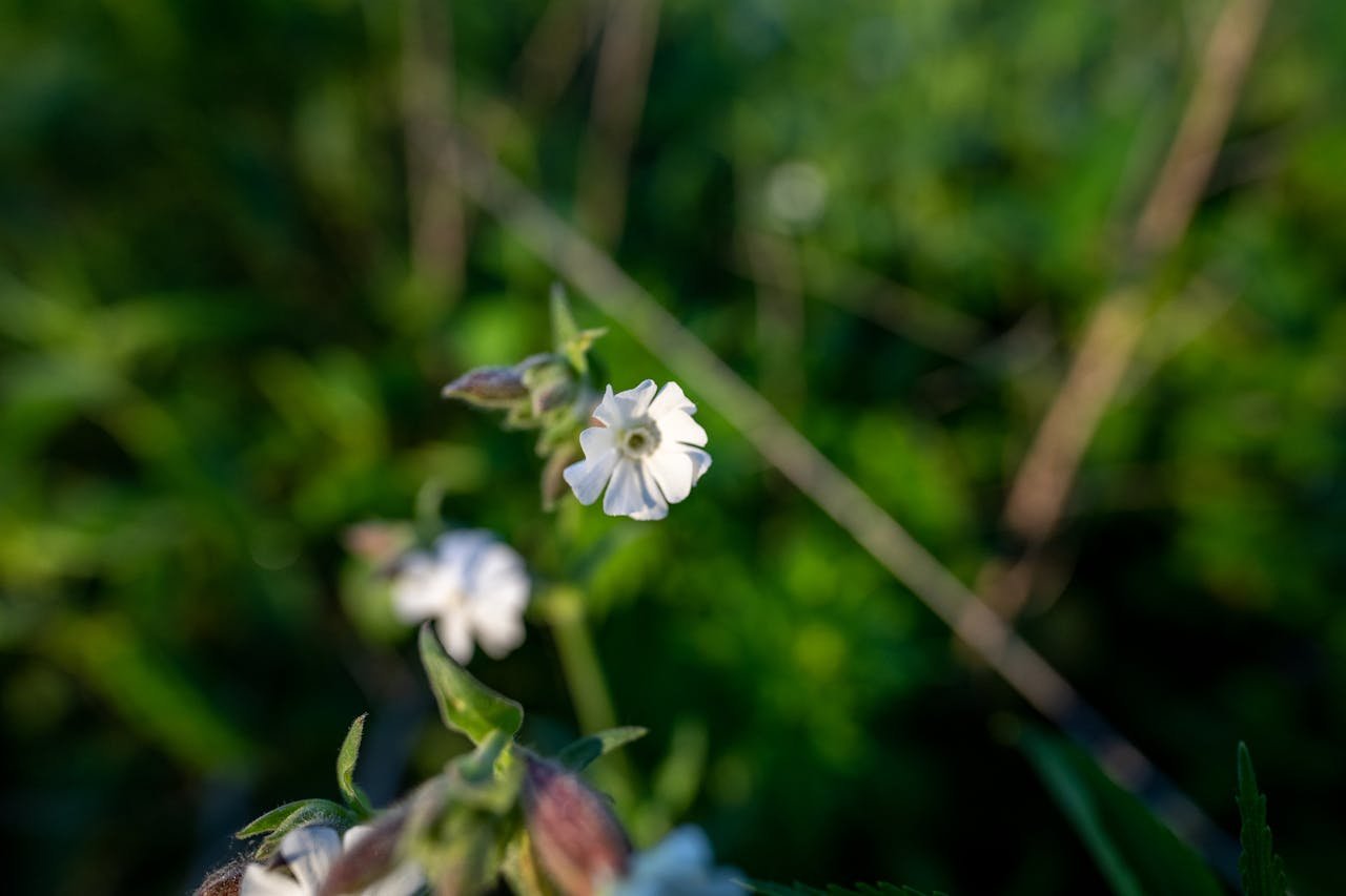 African Dream Root: Cultivating Your Own Oneiric Garden – Discover the ...