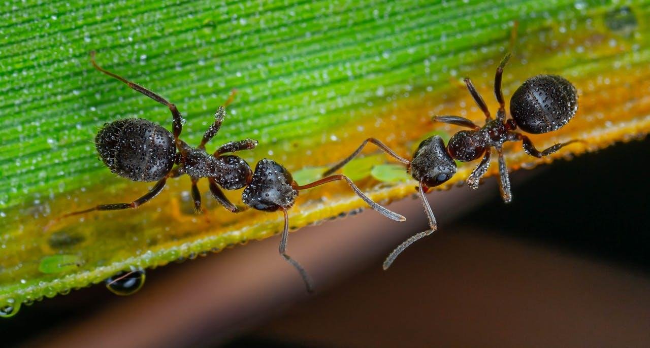 How to Get Rid of Black Ants: 9 Natural Remedies from Your Kitchen ...