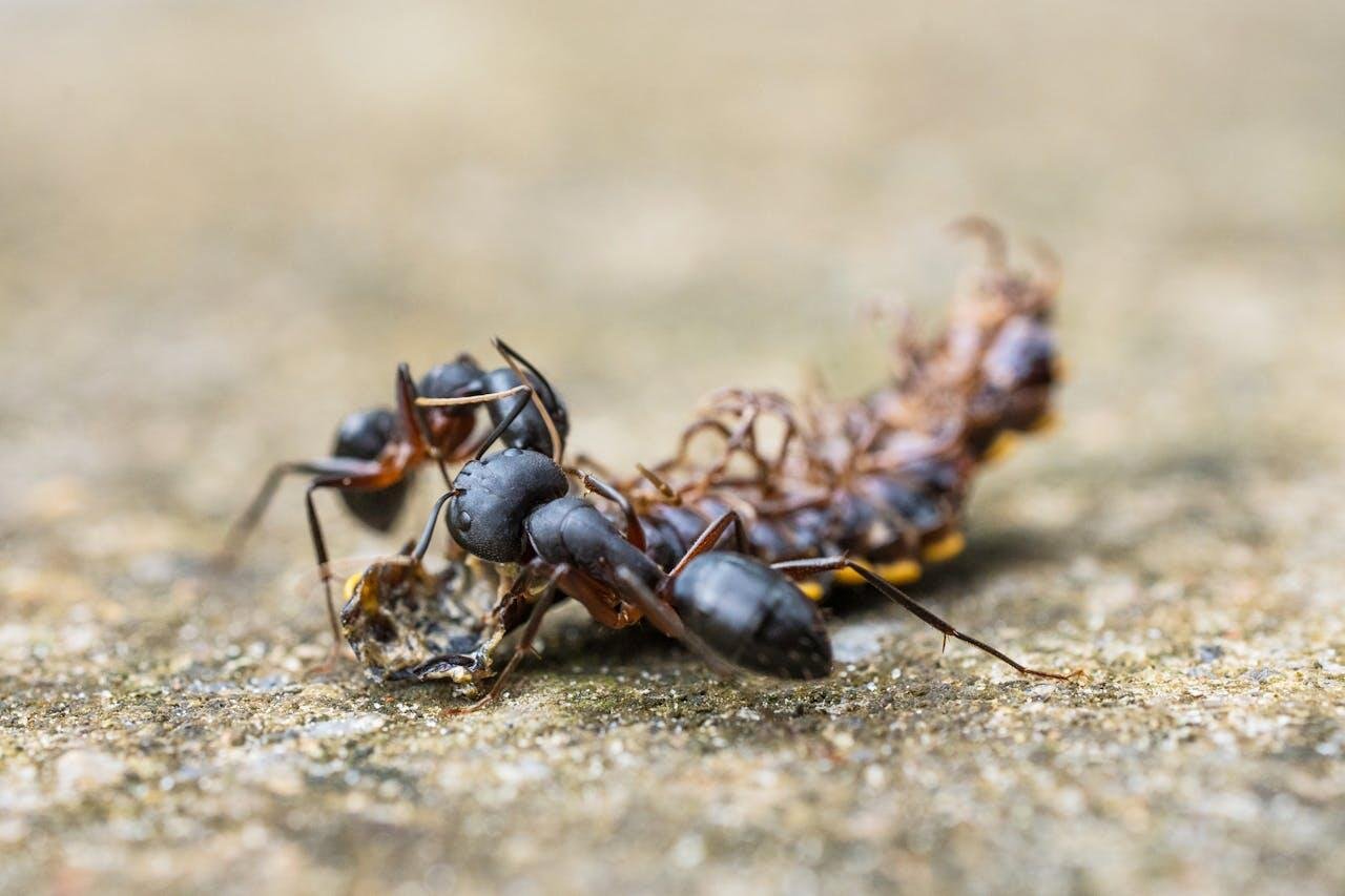Small Black Ants: Natural and Chemical Control Methods Explained ...