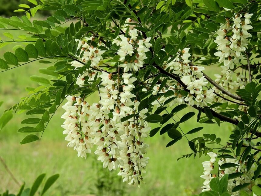 Acacia Wood: A Complete Guide to Care and Maintenance - Discover the ...