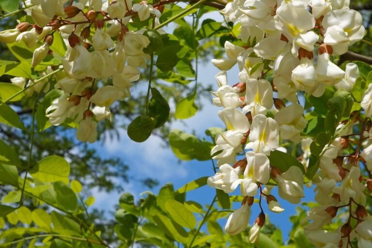 Acacia Wood: A Complete Guide to Care and Maintenance - Discover the ...