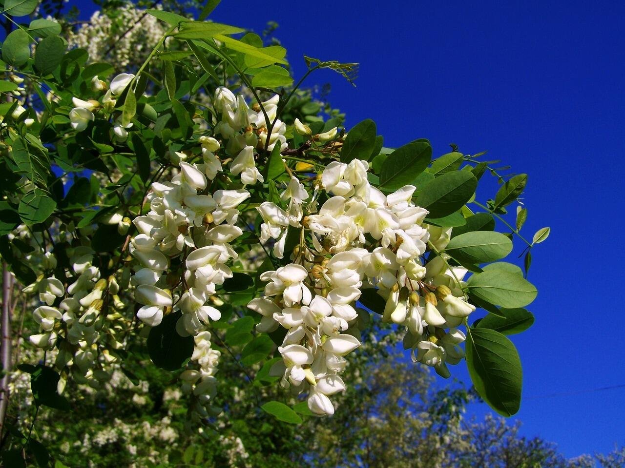 Acacia Wood: A Complete Guide to Care and Maintenance - Discover the ...