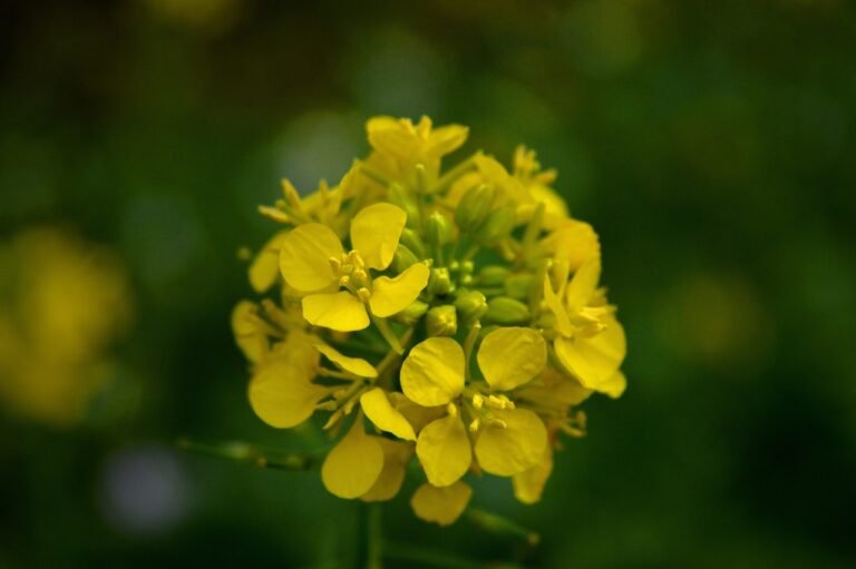 Mustard Oil for Hair: 9 Benefits You Need to Know - Discover the Cure ...