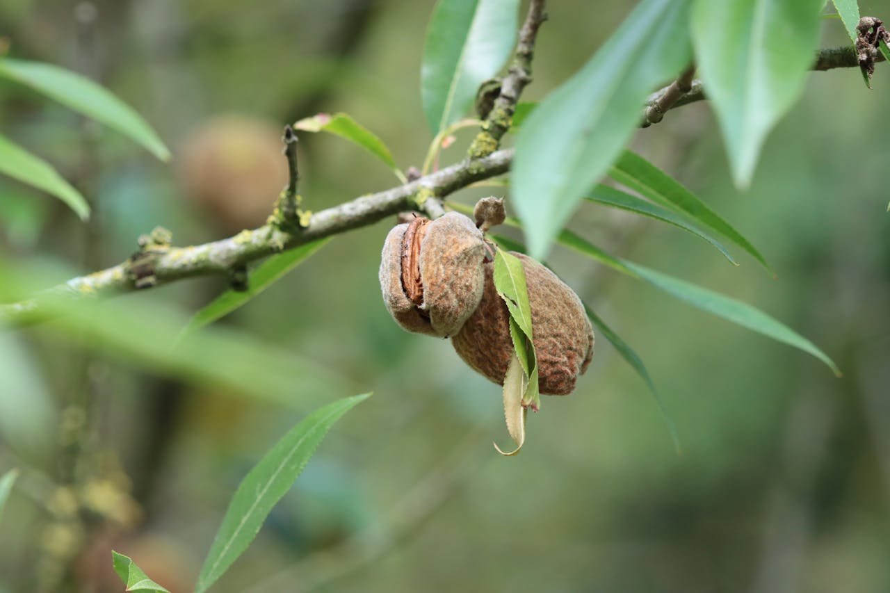 Almond Tree: Maximizing Yield and Tree Health – Discover the Cure Within