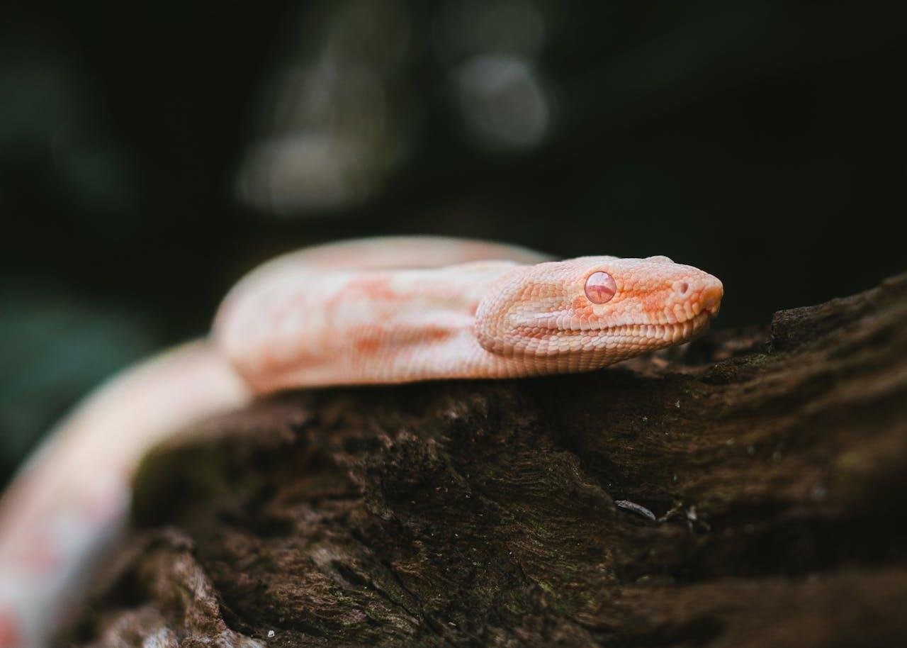 Snake Bites Piercing: Pain Level, Healing Time, and What to Expect ...