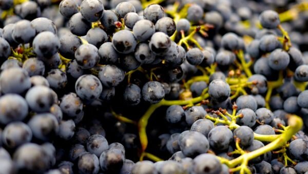 Can You Eat Grapes with Seeds? Exploring the Health Benefits and Risks ...