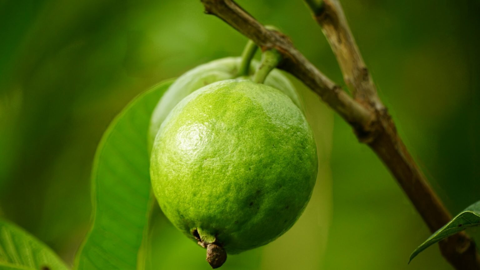 A guide to Eating Guava Seeds: are they safe? - Discover the Cure Within