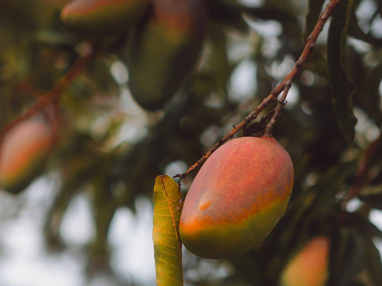 Mango and Eye Health: The Role of Vitamin A and Zeaxanthin - Discover ...