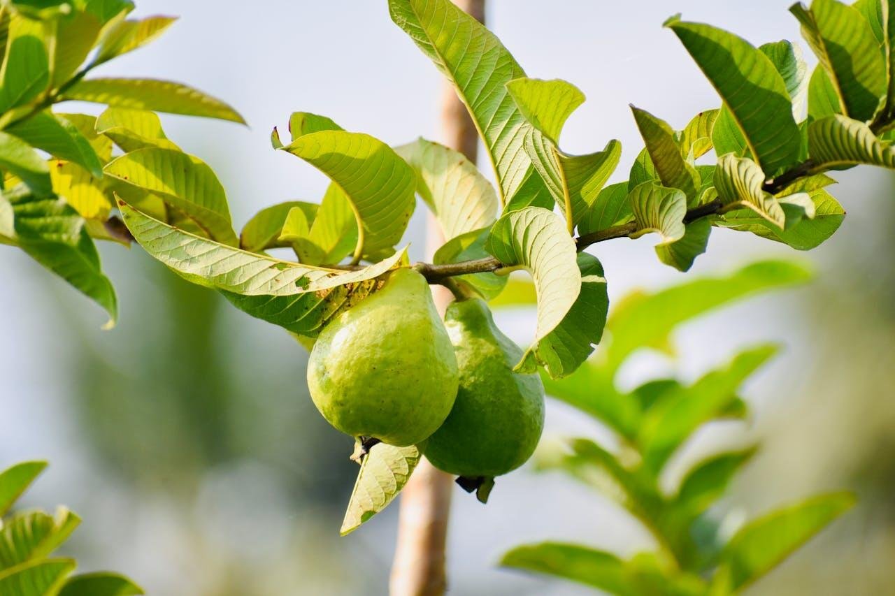 Guava Leaf Extract: The Skincare Secret Your Routine Needs - Discover ...