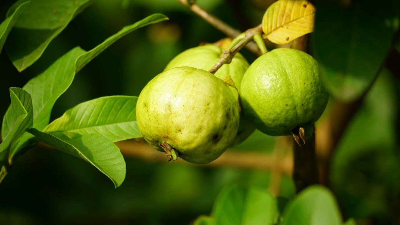 Guava extract and its potential anti-cancer properties - Discover the ...
