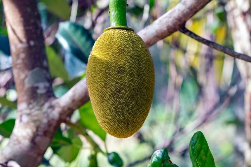 Beyond Smoothies: Creative Ways to Enjoy Tropical Jackfruit - Discover ...