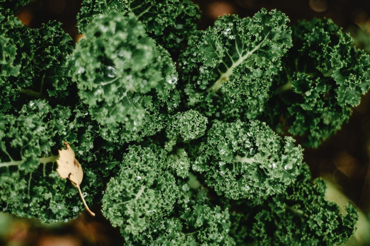 Why Is Kale Considered a Superfood? A Detailed Breakdown - Discover the ...