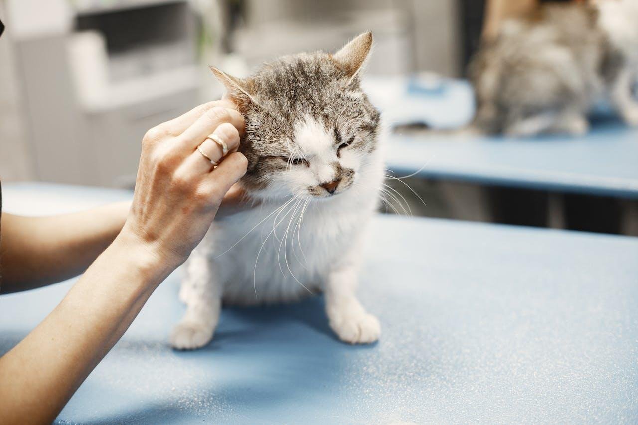 Optimising Feline Health: The Essential cat vaccination schedule pdf ...