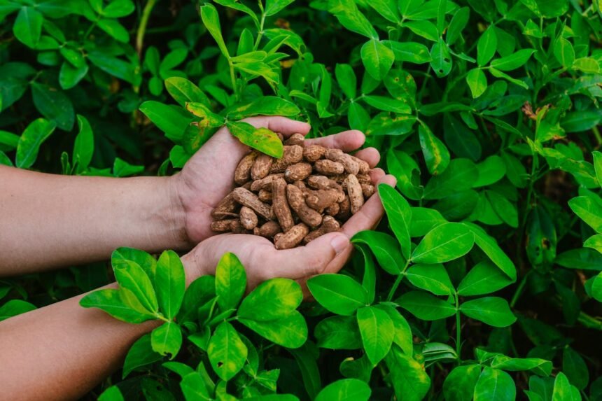 Red Skin Peanuts: Antioxidant Benefits and Culinary Uses - Discover the ...