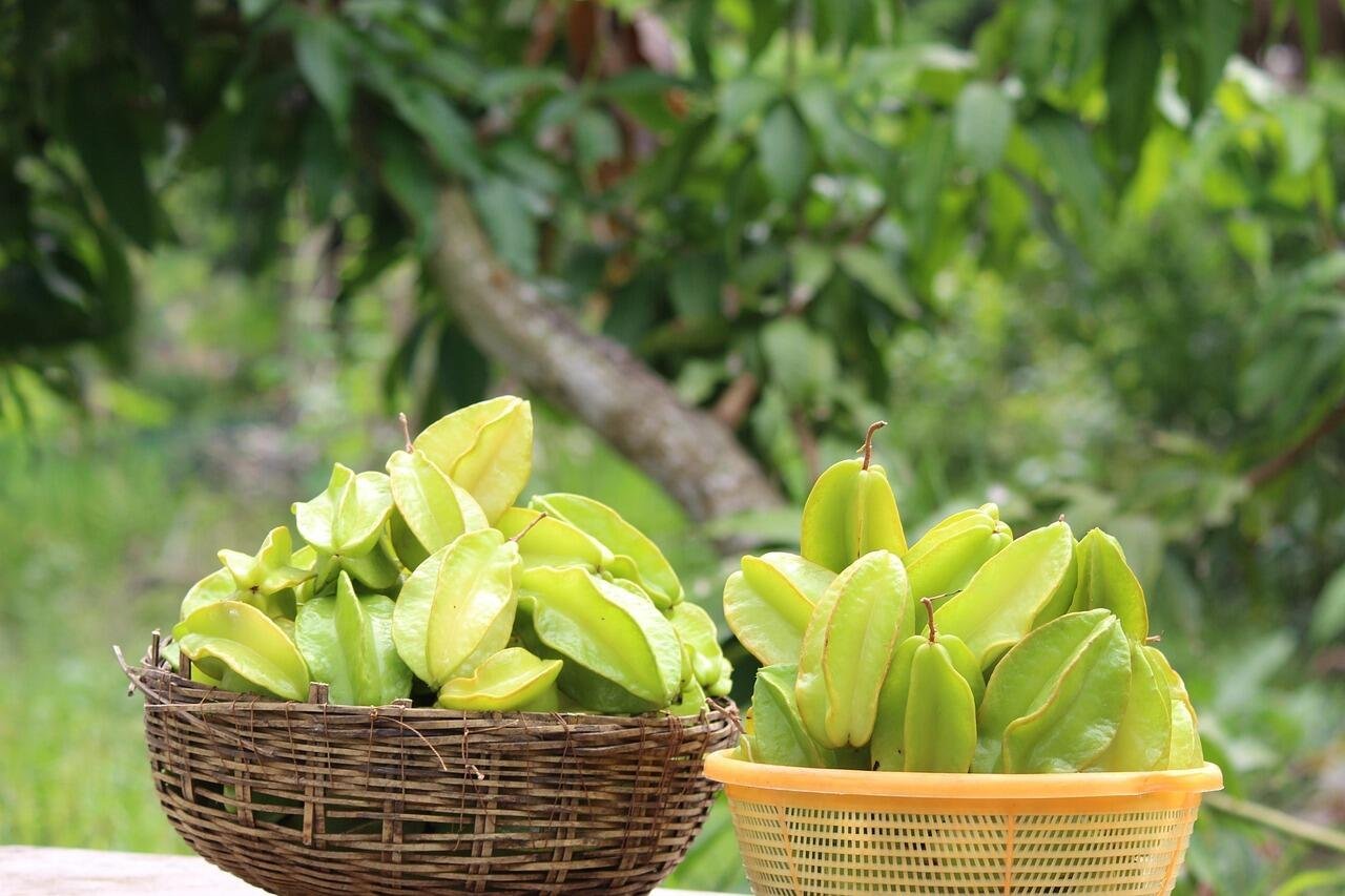 Star Fruit Tea: Health Benefits and How to Brew It - Discover the Cure ...